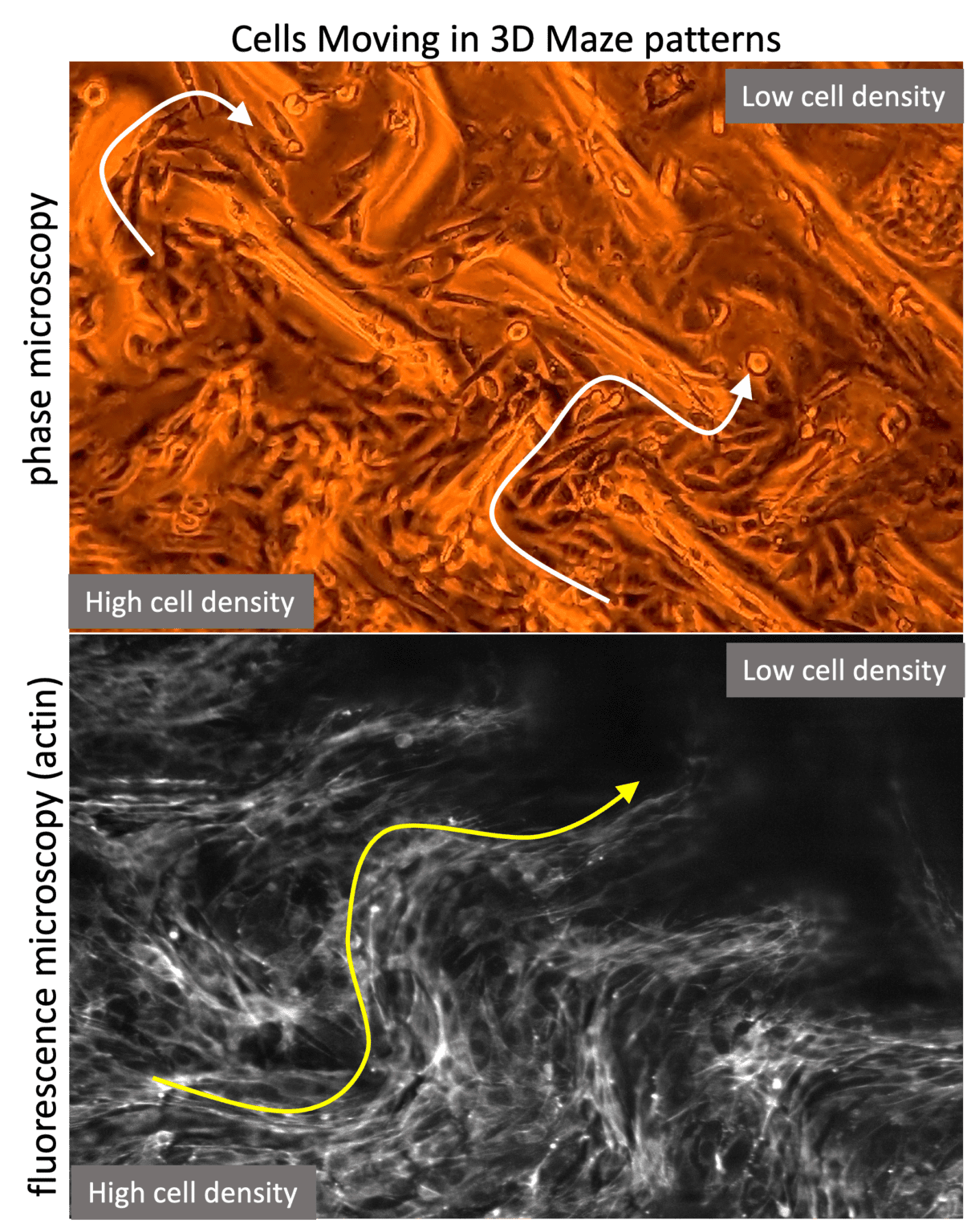 FiRsT - Optical microscope calibration targets – Norinnova